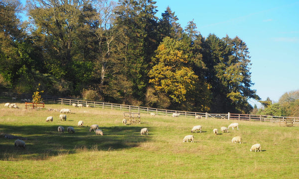 Celebrating wool week with Hettie and the Campaign for wool