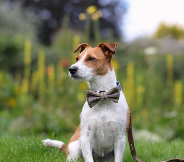 Reasons to insure your pet – Hettie